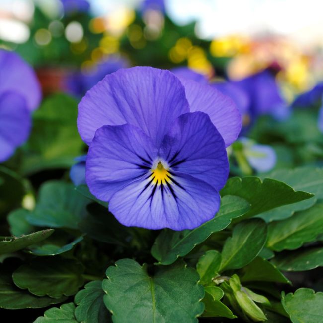Shop for Plants – Longford Scouts – Bedding Plants